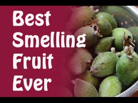 Best smelling fruit you've never tasted. - YouTube