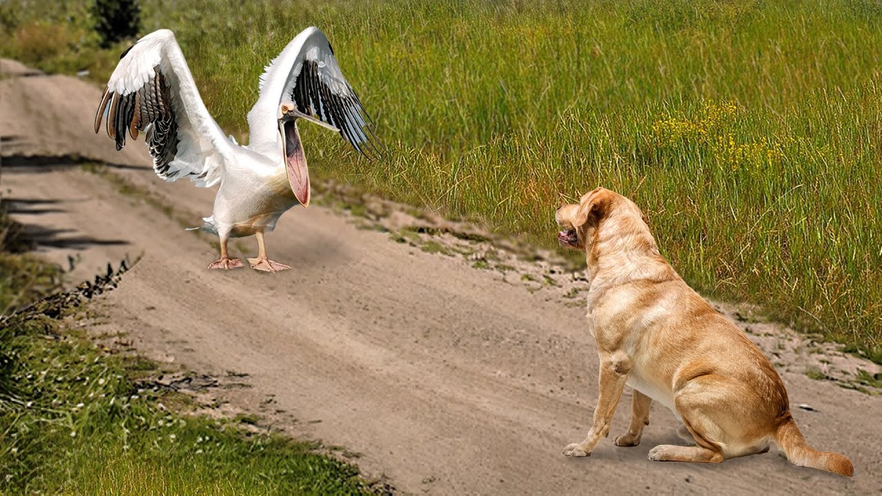 These Animals Messed With The Wrong Opponent ! - YouTube