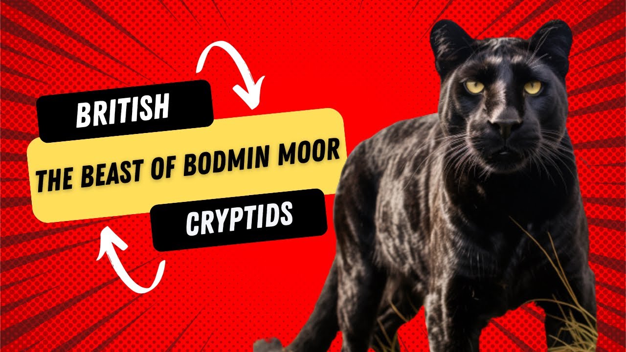 British Cryptids - The Legendary Beast of Bodmin Moor | Feral Big Cat ...