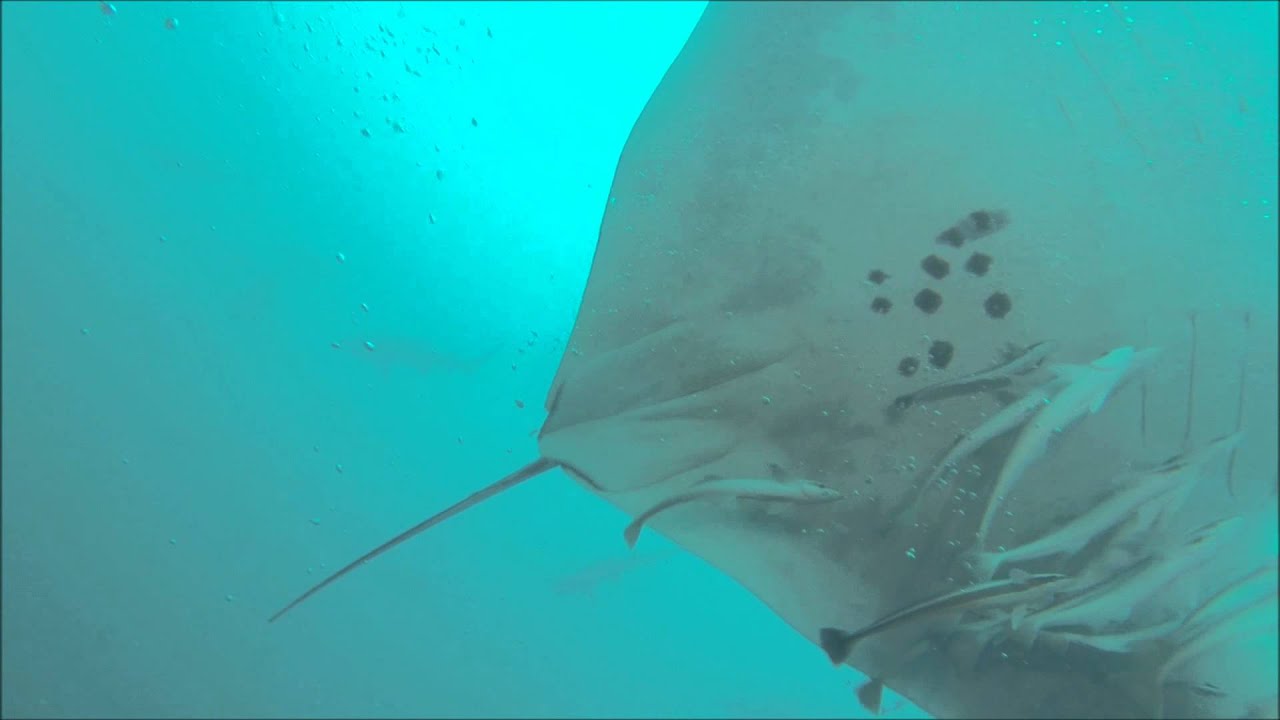 Atlantic Manta Ray on North Carolina Wreck - YouTube