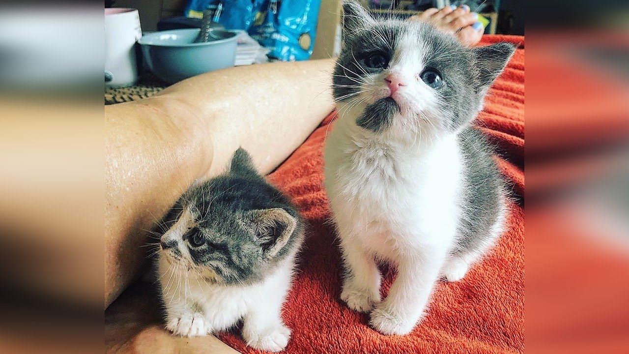 Precious Kittens Who Love To Scream and Escape - YouTube