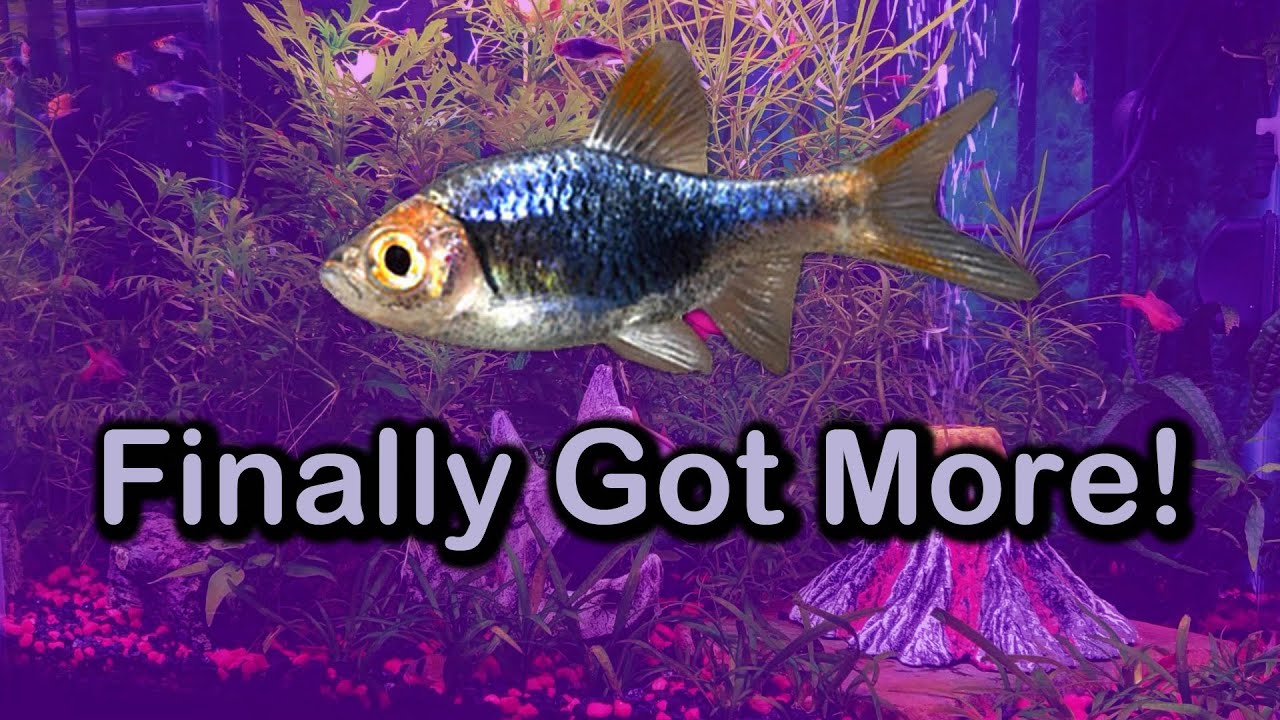 Purple Freshwater Fish