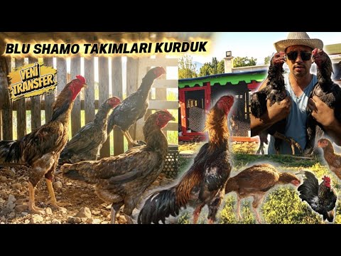 Yeni Transfer Blu Shamo Barbaros’la takımı kurduk 