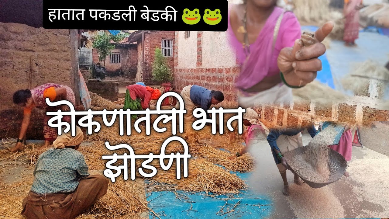 सकाळी 5 वाजता केली भात झोडणी । भात झोडताना बेडकी 🐸 आली अन काय झालं ...