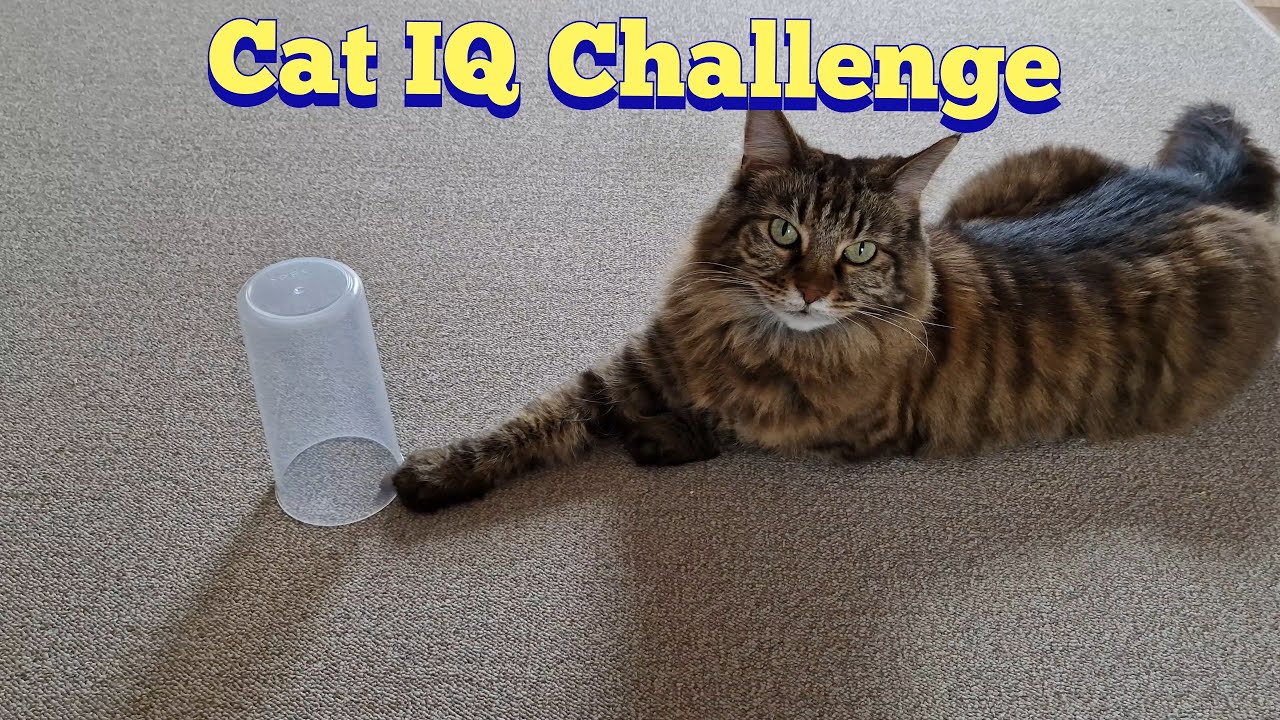 Cat IQ Challenge, Maine Coon, Birman #cat #catlover #funnycats #funny # ...