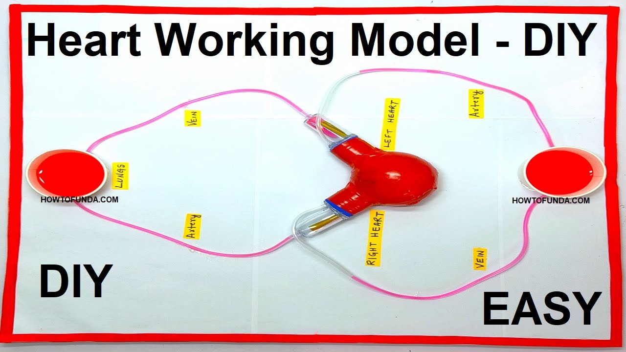 human heart working model using sponge ball - blood circulation model - diy | howtofunda - YouTube