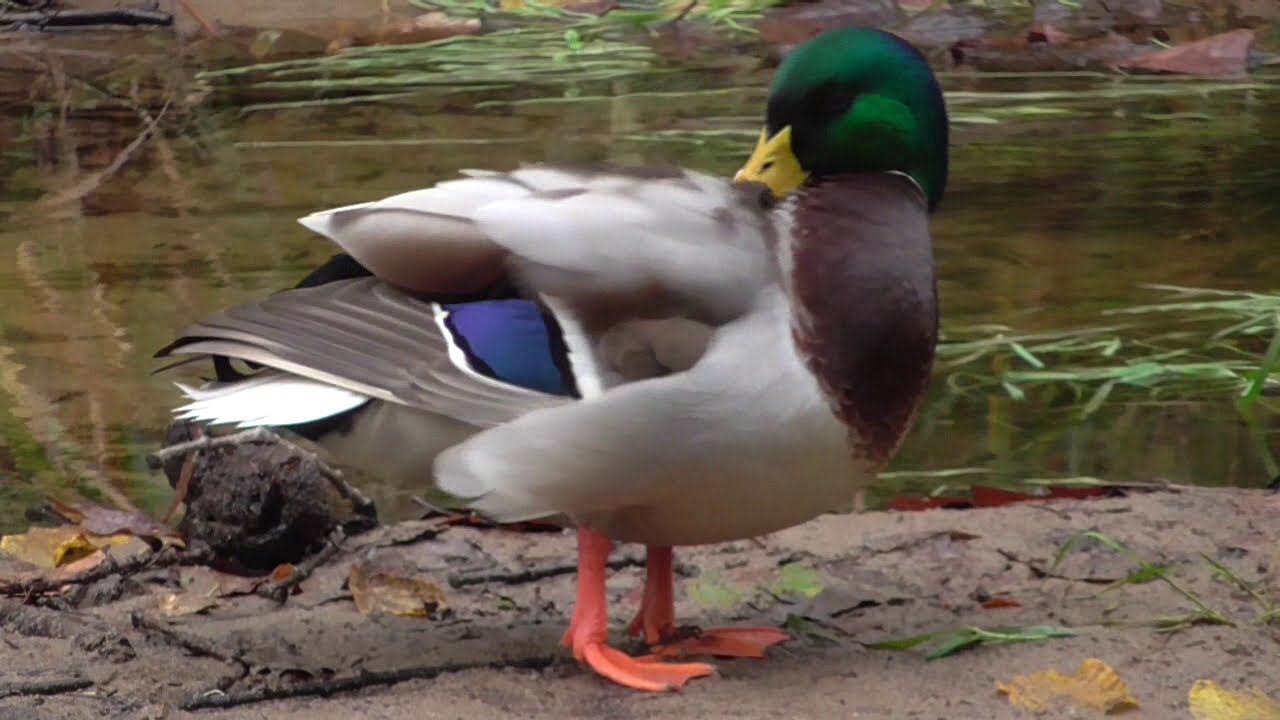 Mallard Male Preening - YouTube