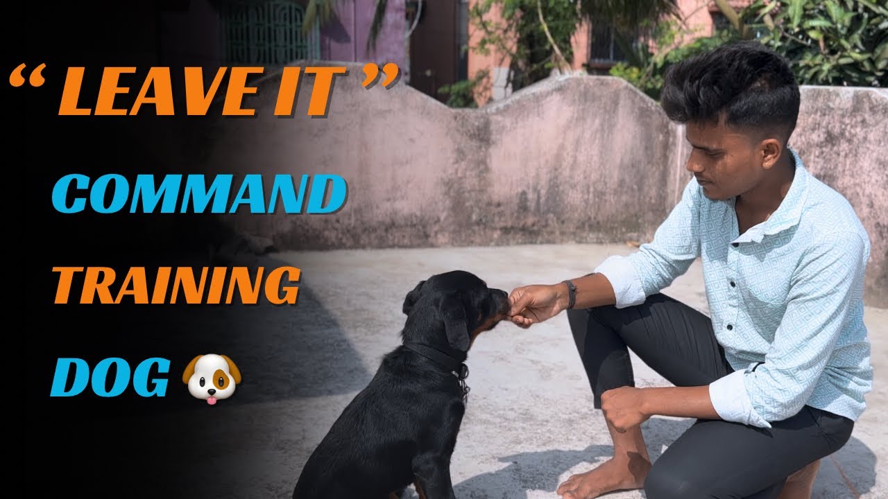 Dog commands | dog training tricks | dog commands training | leave it ...