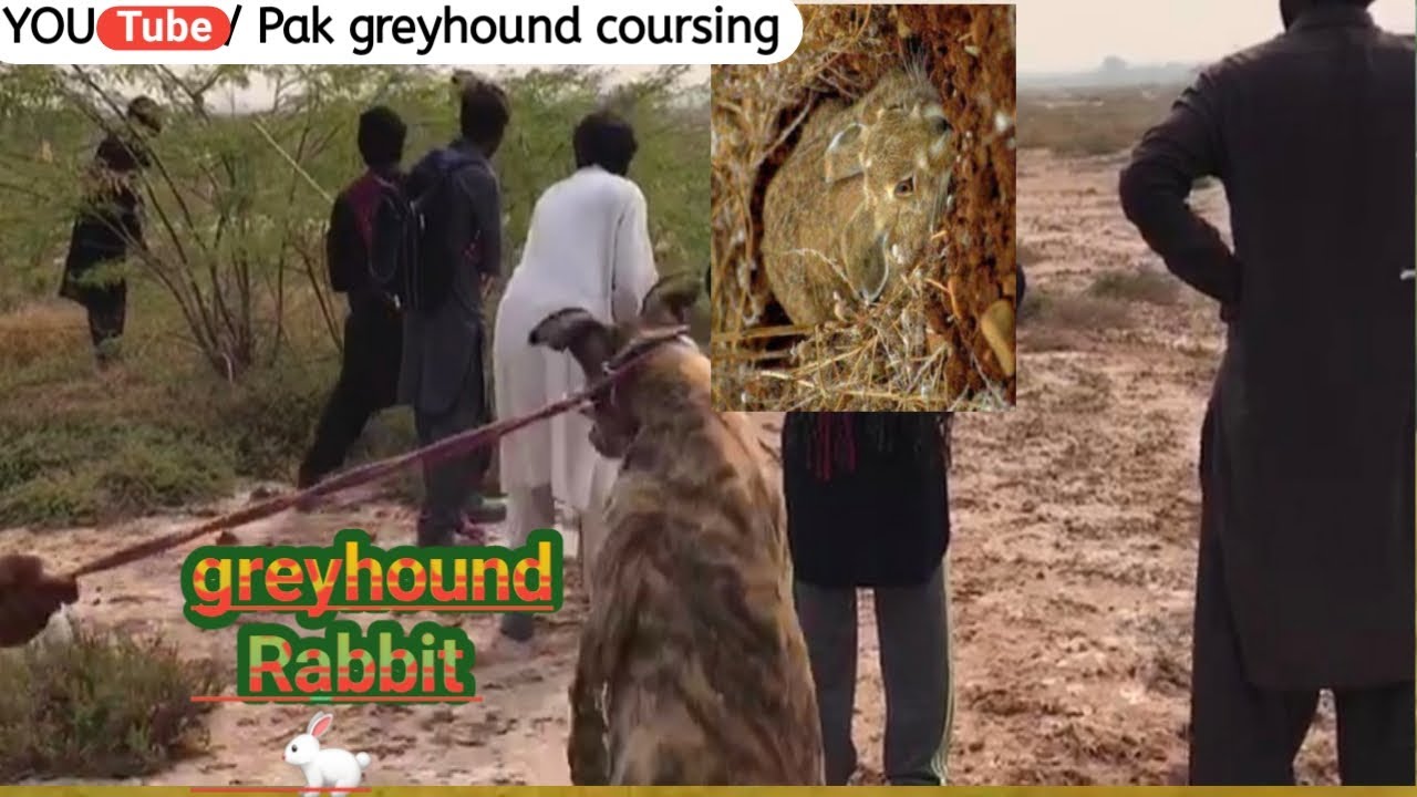 greyhound vs rabbit \ fastest dog in the world race \ wild animals ...