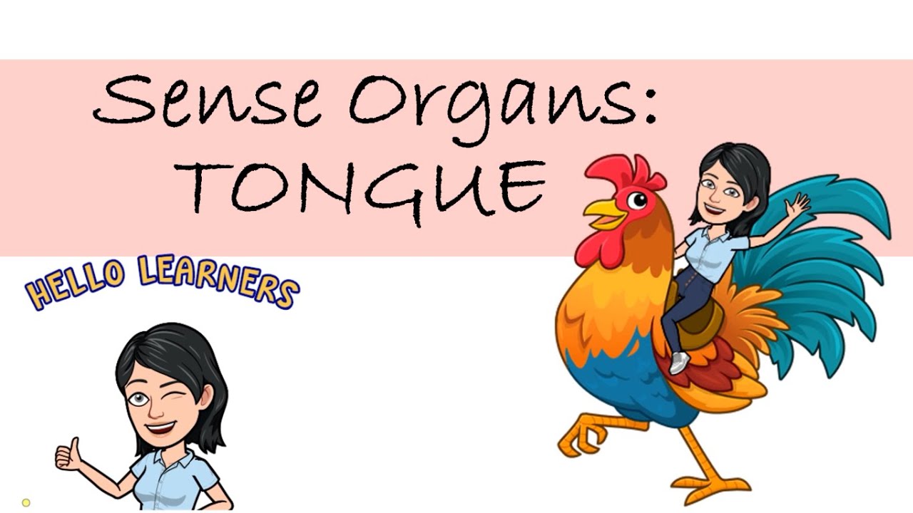 Science Lesson: Sense Organs//Tongue - YouTube