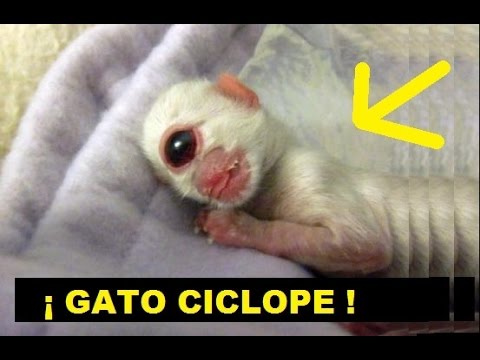 Los 7 animales con las peores mutaciones deformaciones - YouTube