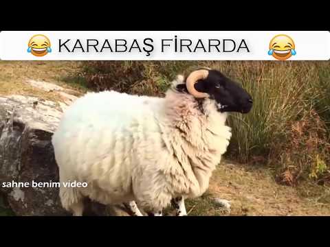 Küçük Kurbanlık Neco -Komik Dublaj