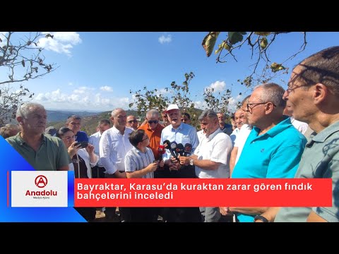 Bayraktar, Karasu’da kuraktan zarar gören fındık bahçelerini inceledi