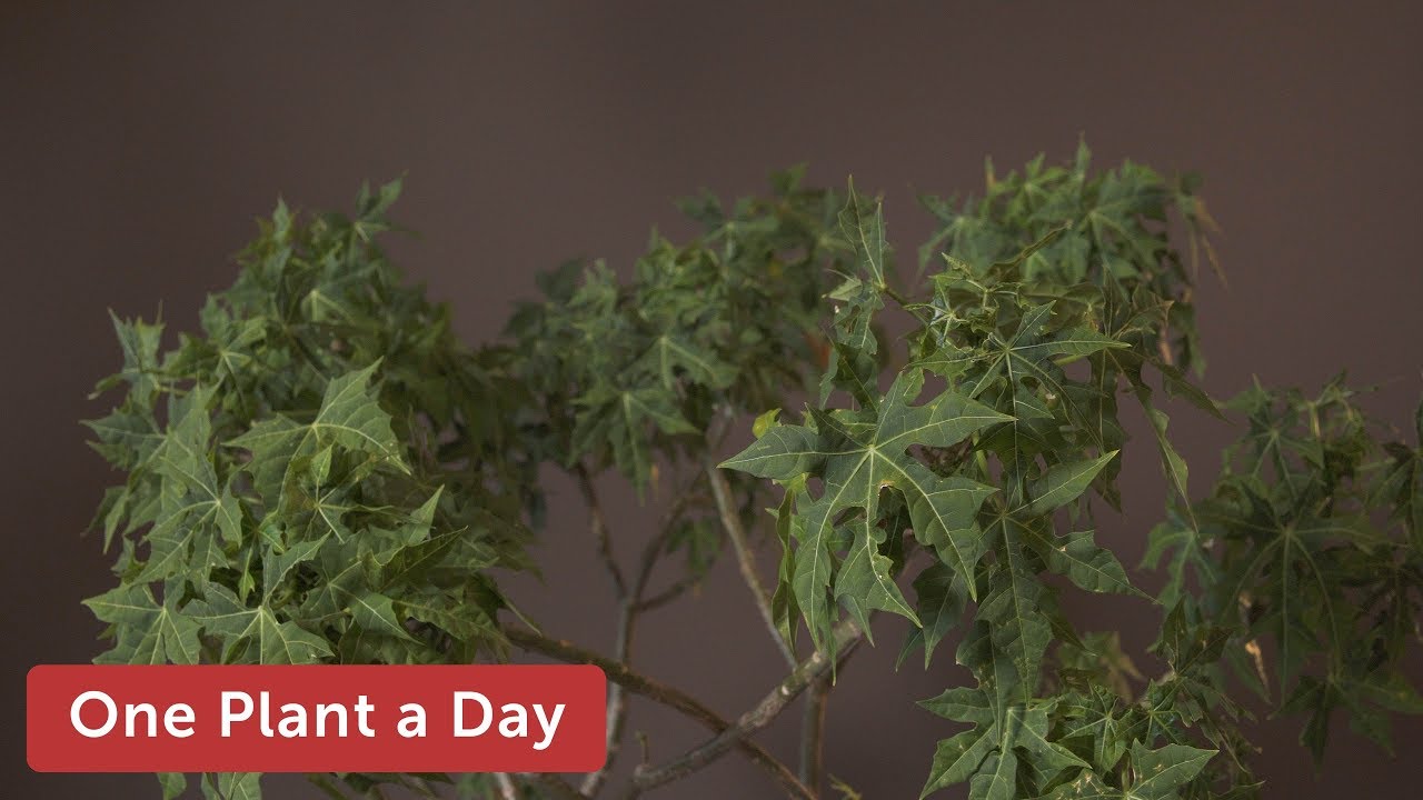 Cnidoscolus aconitifolius (Chaya) Houseplant Care — 206 of 365 - YouTube
