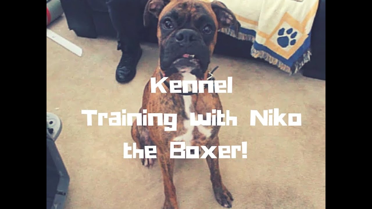 Dog Kennel Training with Niko the Boxer! - YouTube