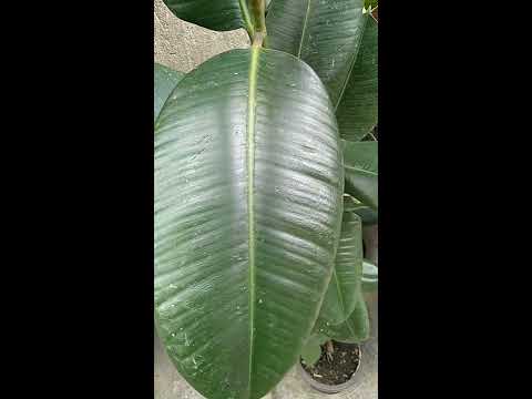 Fikus/Nega I Vrste - YouTube