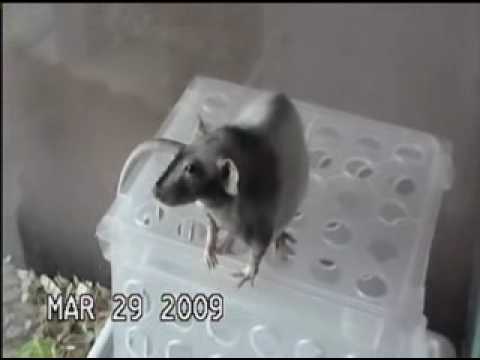 Pet Rat Ruby