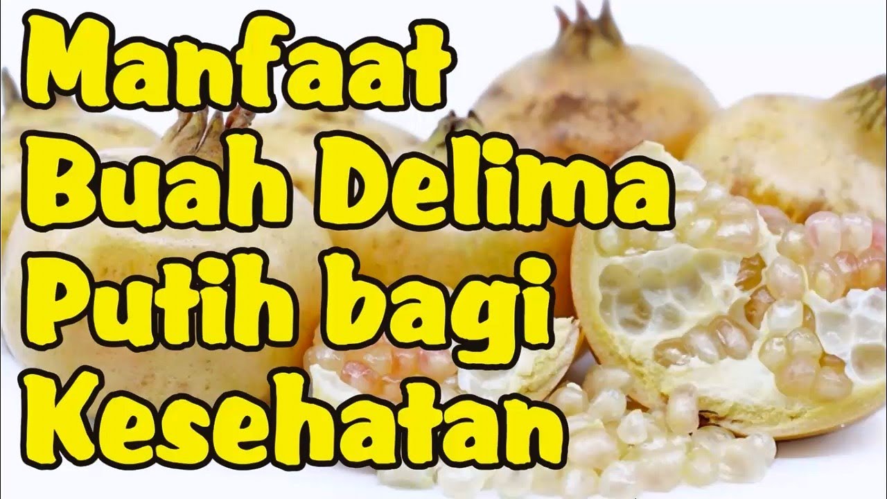 Manfaat Buah Delima Putih Bagi Kesehatan - YouTube