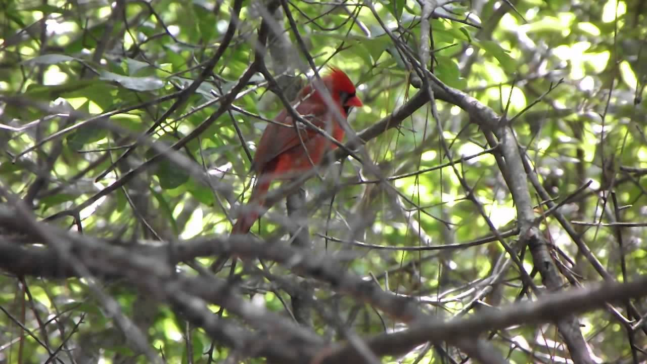Red Bird singing - YouTube