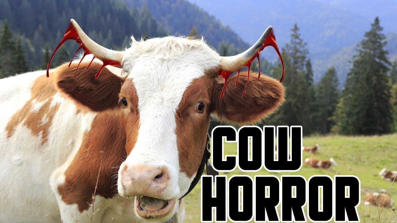 COW HORROR | Ribeye Charlie's - YouTube