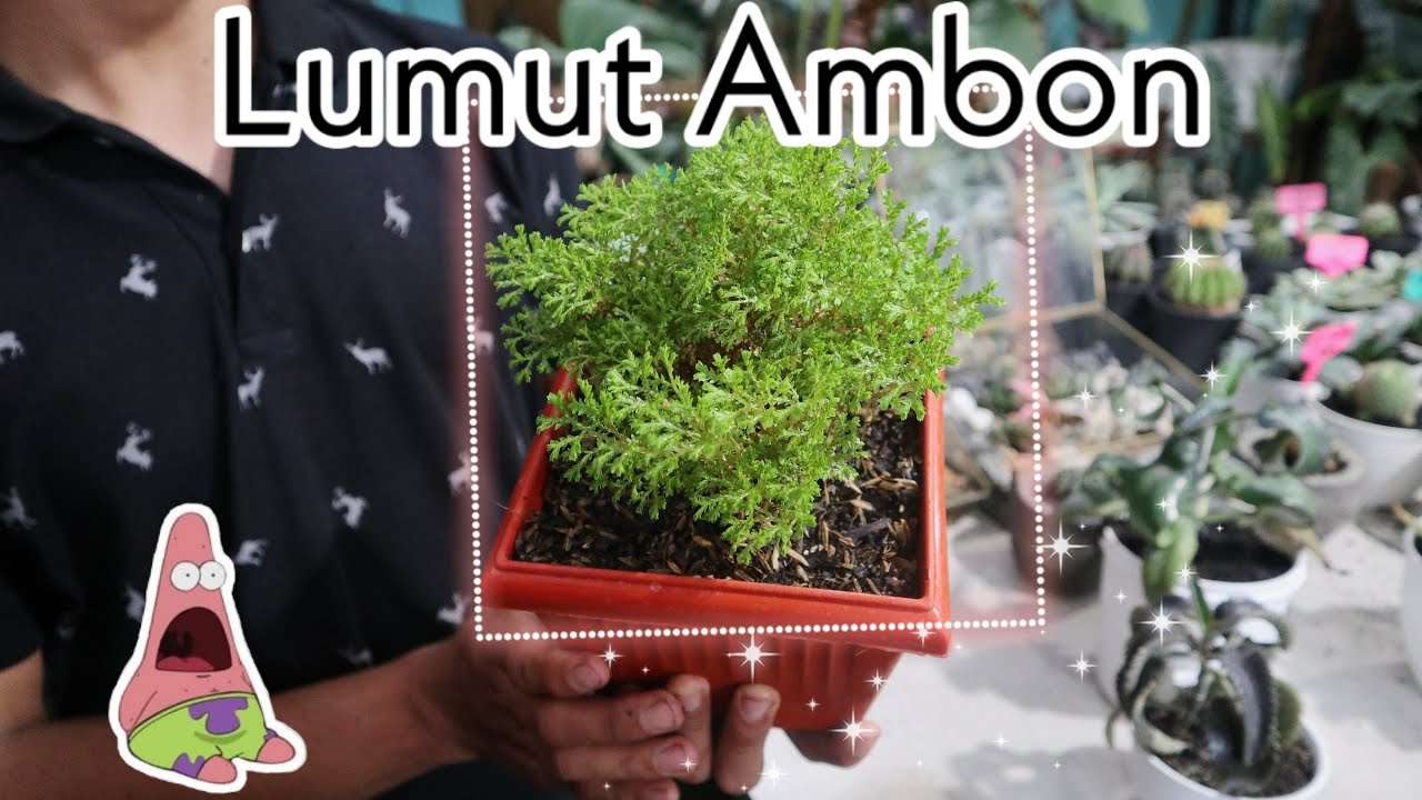 TANAMAN LUMUT AMBON | Lumut Papua | Review Selaginella Krausiana ...