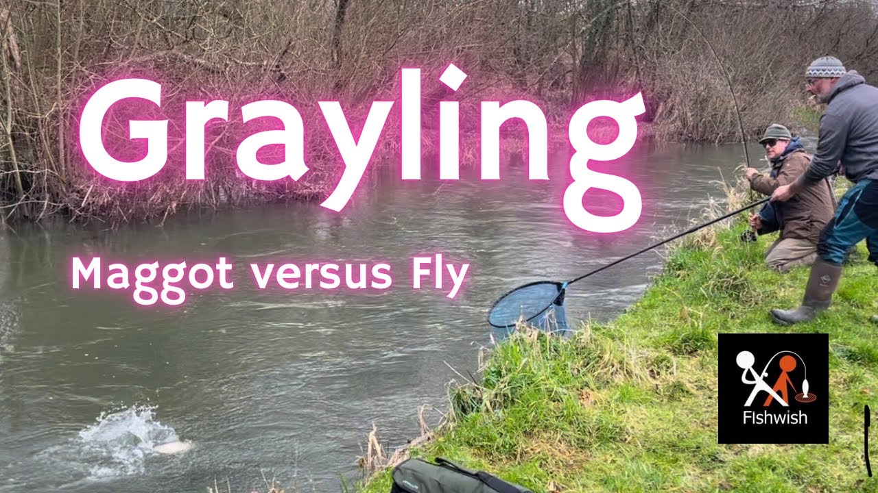 Maggot Versus Fly - YouTube