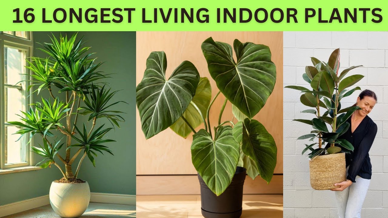 16 Longest Lived Houseplants for Your Indoor Garden | Houseplants That ...