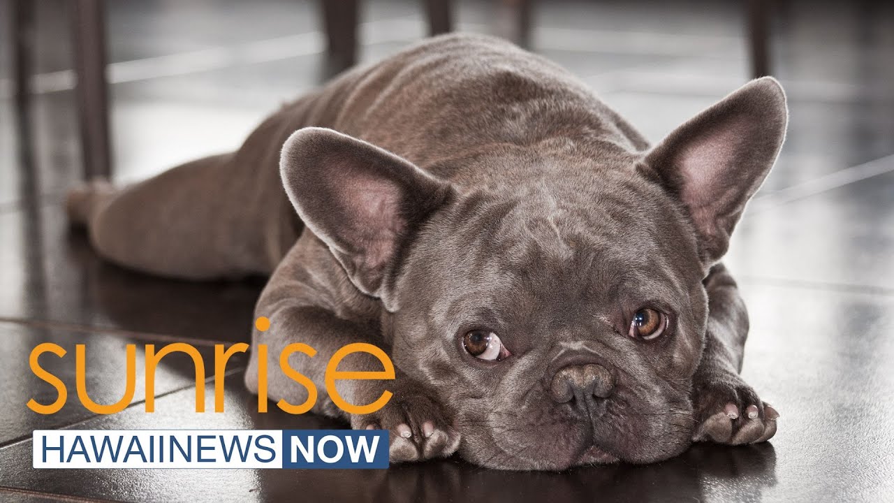 What's Trending: Frenchies named top dog for the first time in 3 ...