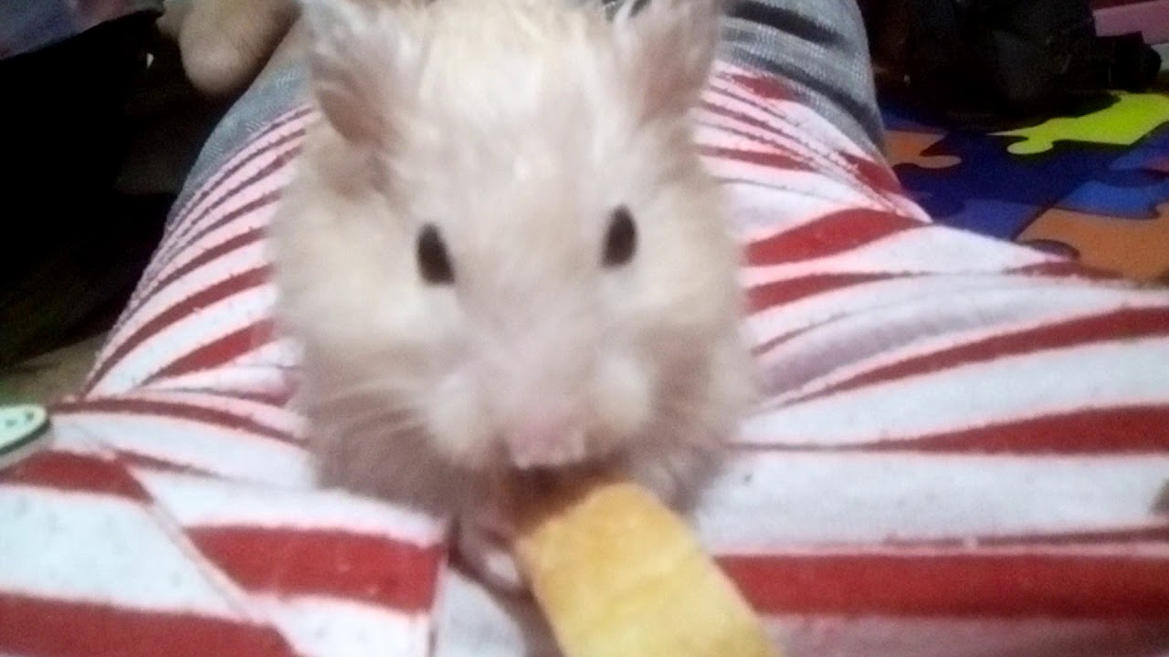 Eating time nang Daddy hamster ko - YouTube
