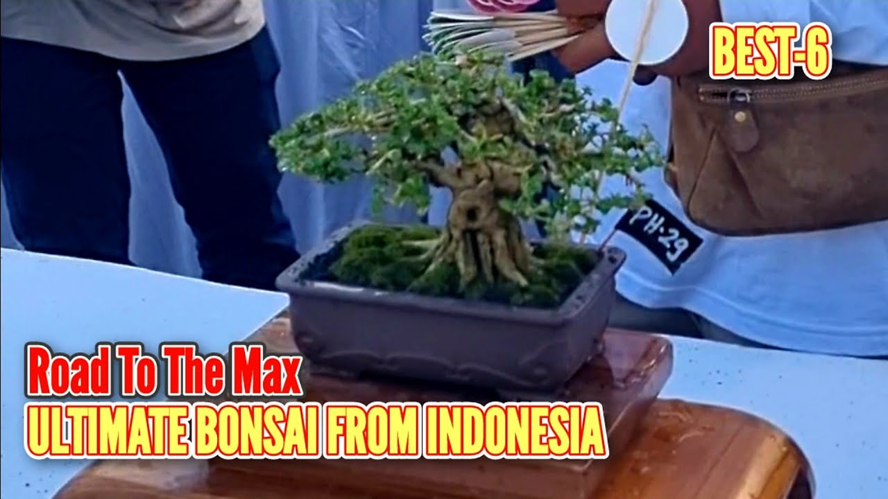 Ultimate Bonsai Contest #bonsai #bonsaicontest #bonsaiexhibition # ...
