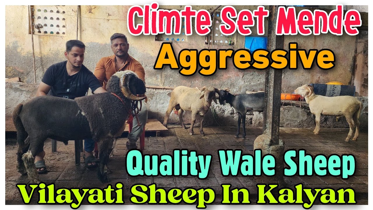 Climate Set Vilayati Mende In Kalyan | Aggressive Vilayati Sheep Palne ...