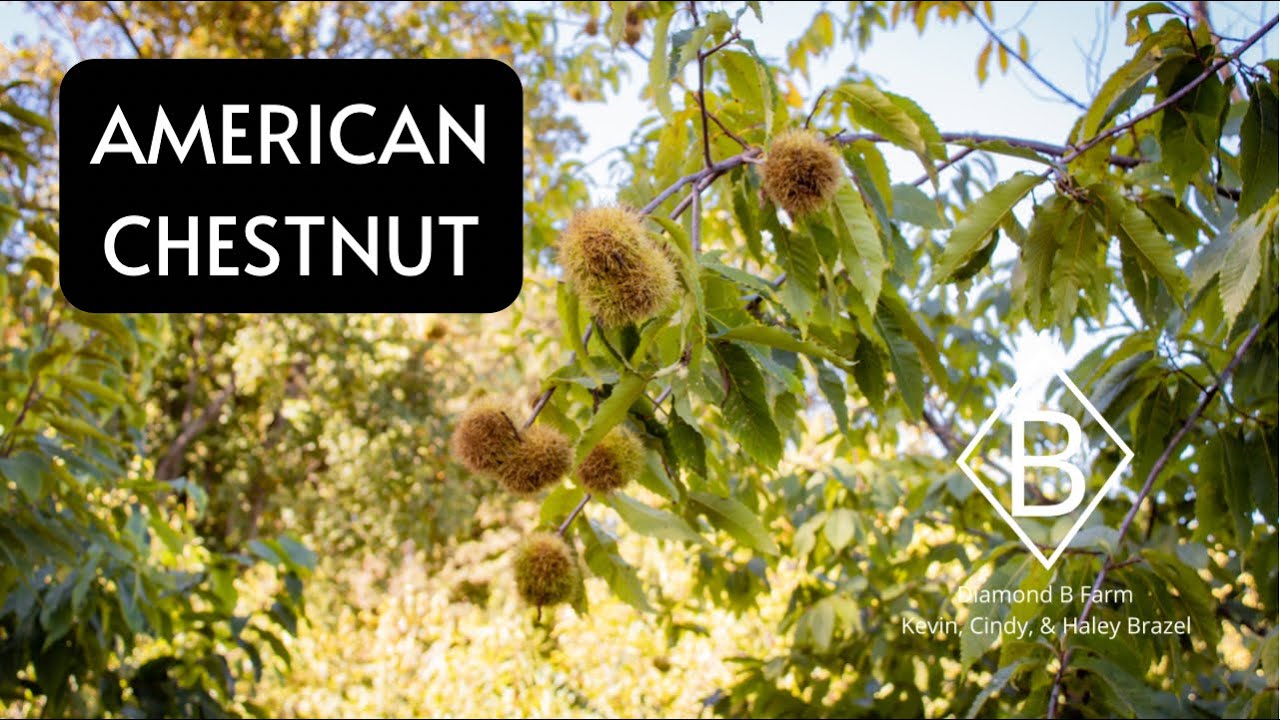 American Chestnut - YouTube