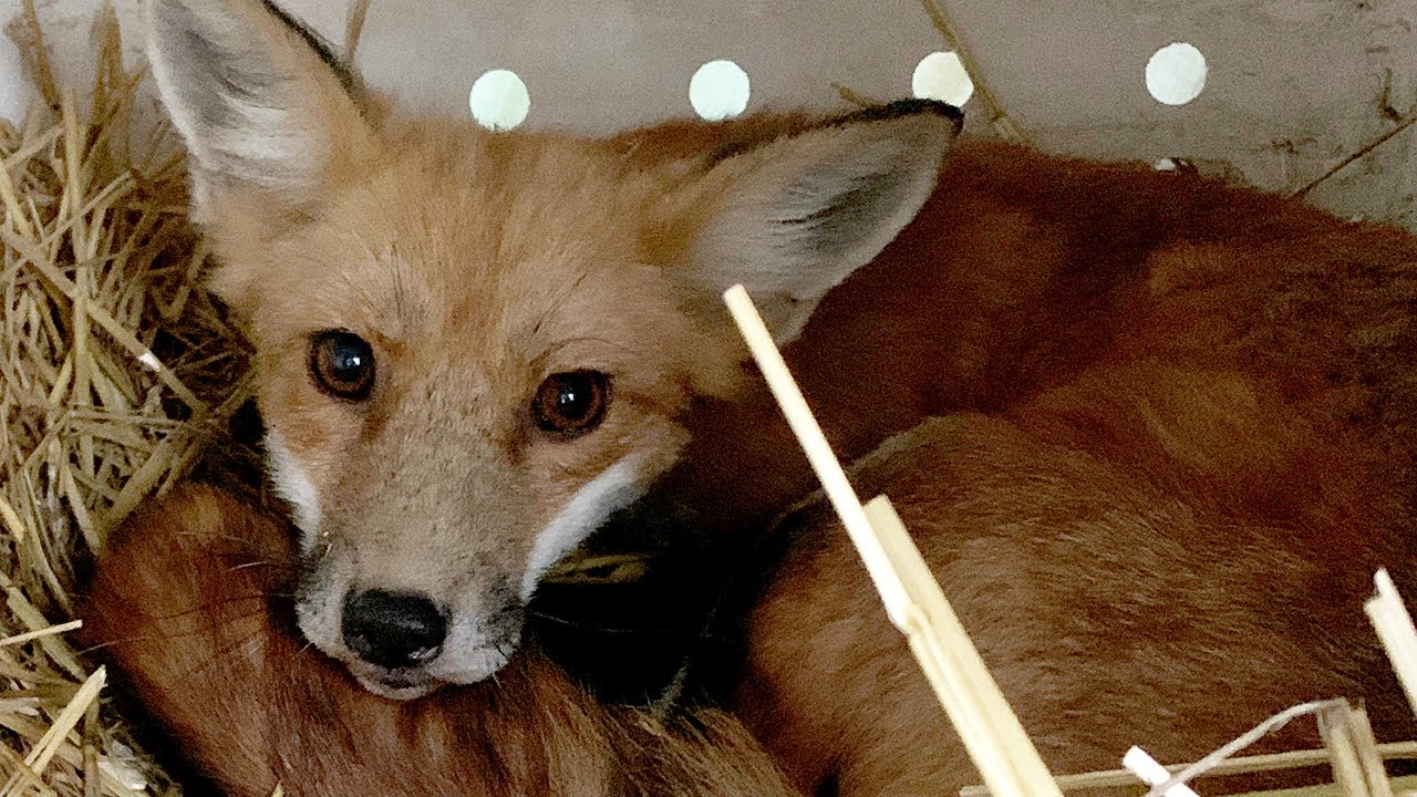 Fergus Fox Returns to the Wild - YouTube