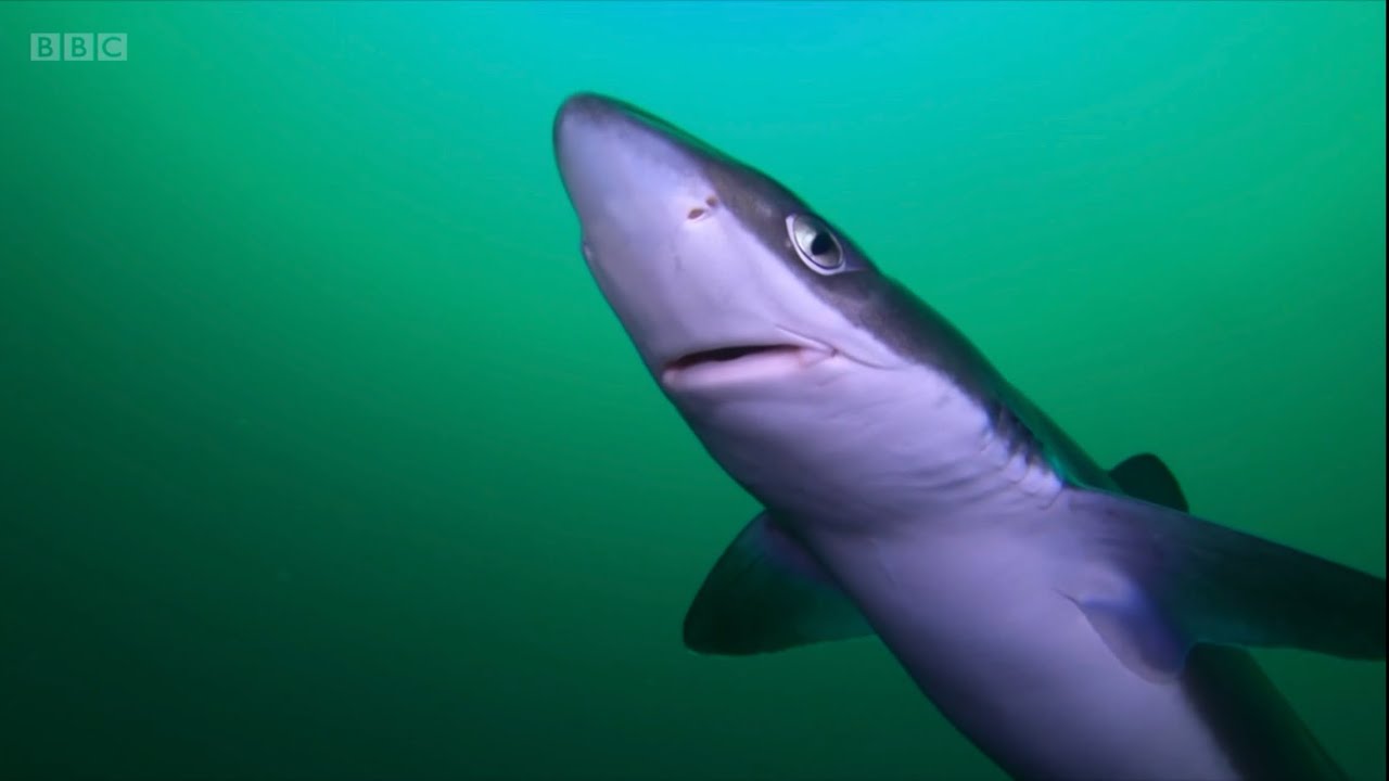 BBC Autumnwatch 2021 Ep 3 spiny dogfish - YouTube