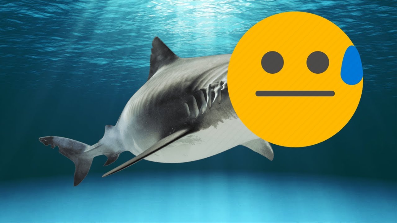 Clueless Sharks - YouTube