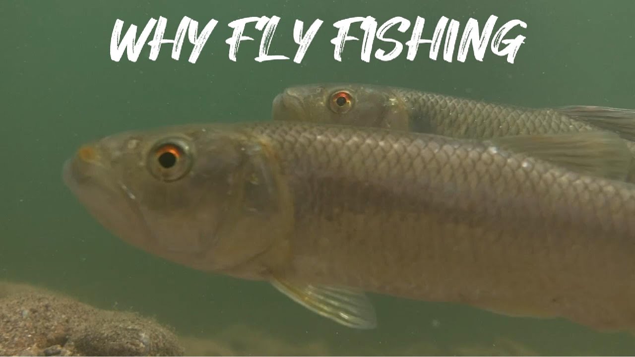 왜 플라이낚시를 하나요? WHY FLY FISHING? - YouTube