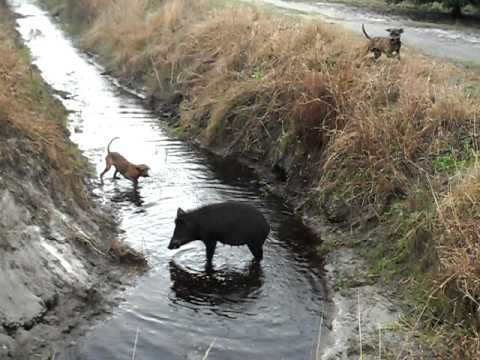 hog huntin in florida with dogs 02/27/10 #1 - YouTube