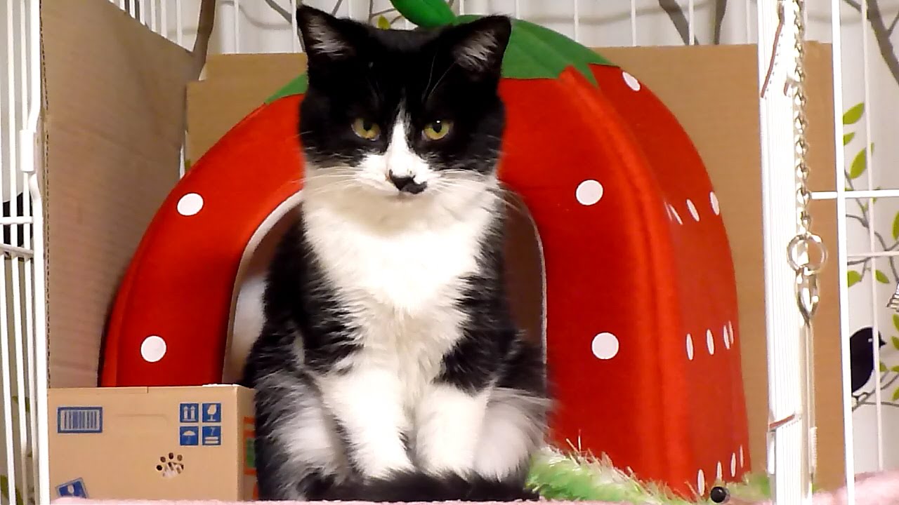 子猫のためのパニックルームその後 Cat Monaka's Panick Room - YouTube