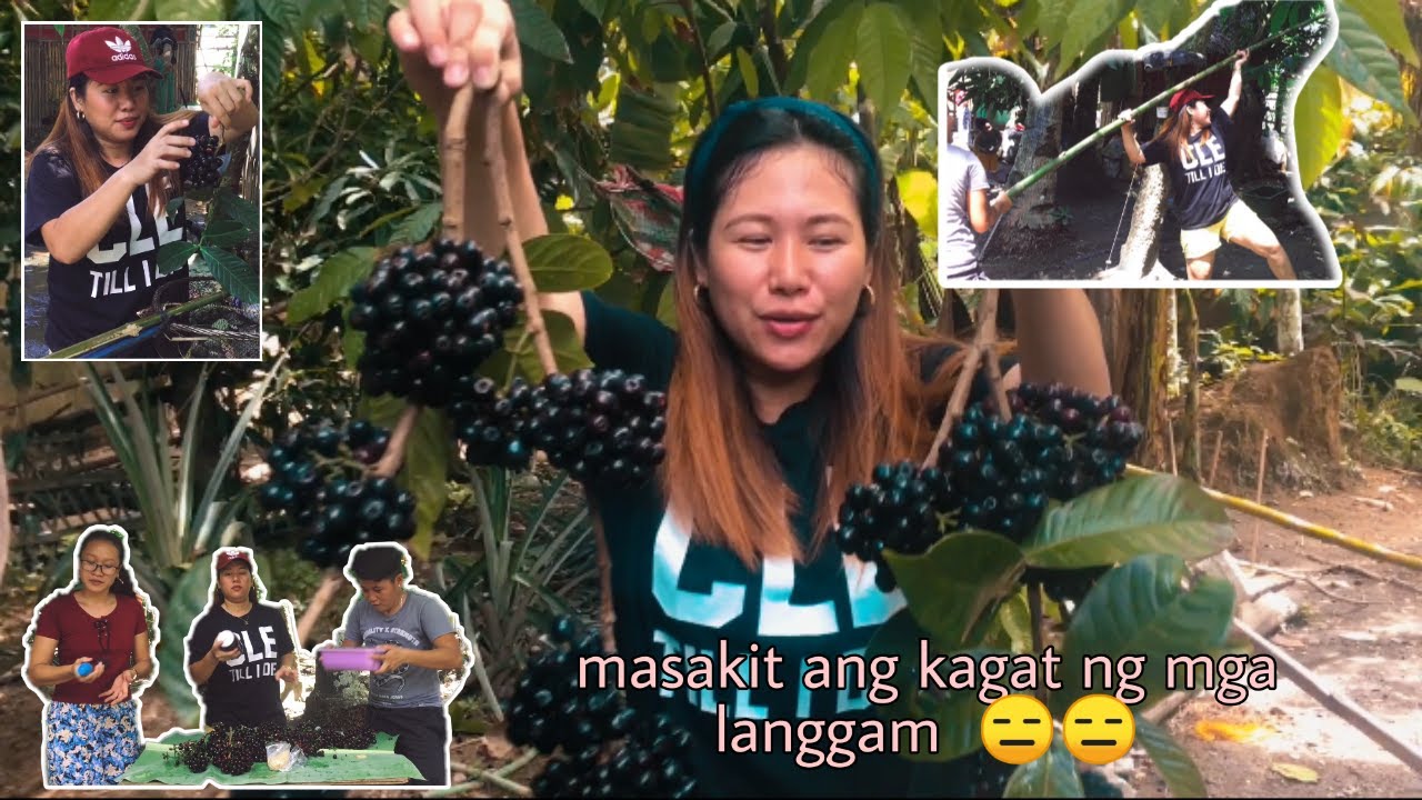 PICKING & EATING IGOT | LIPOTE | JAMBOLAN PLUM - YouTube
