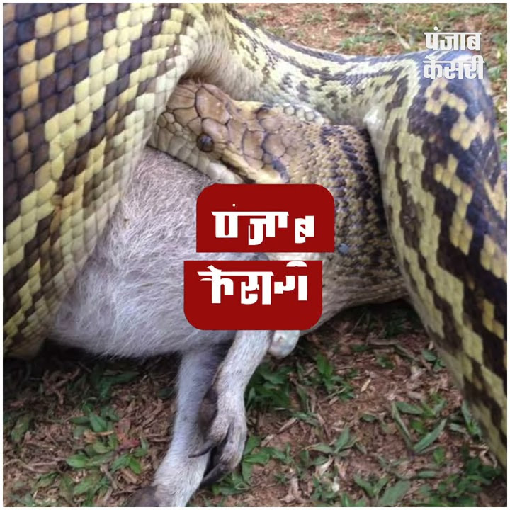 Shocking: A python swallows a Kangaroo in Queensland, Australia! - YouTube