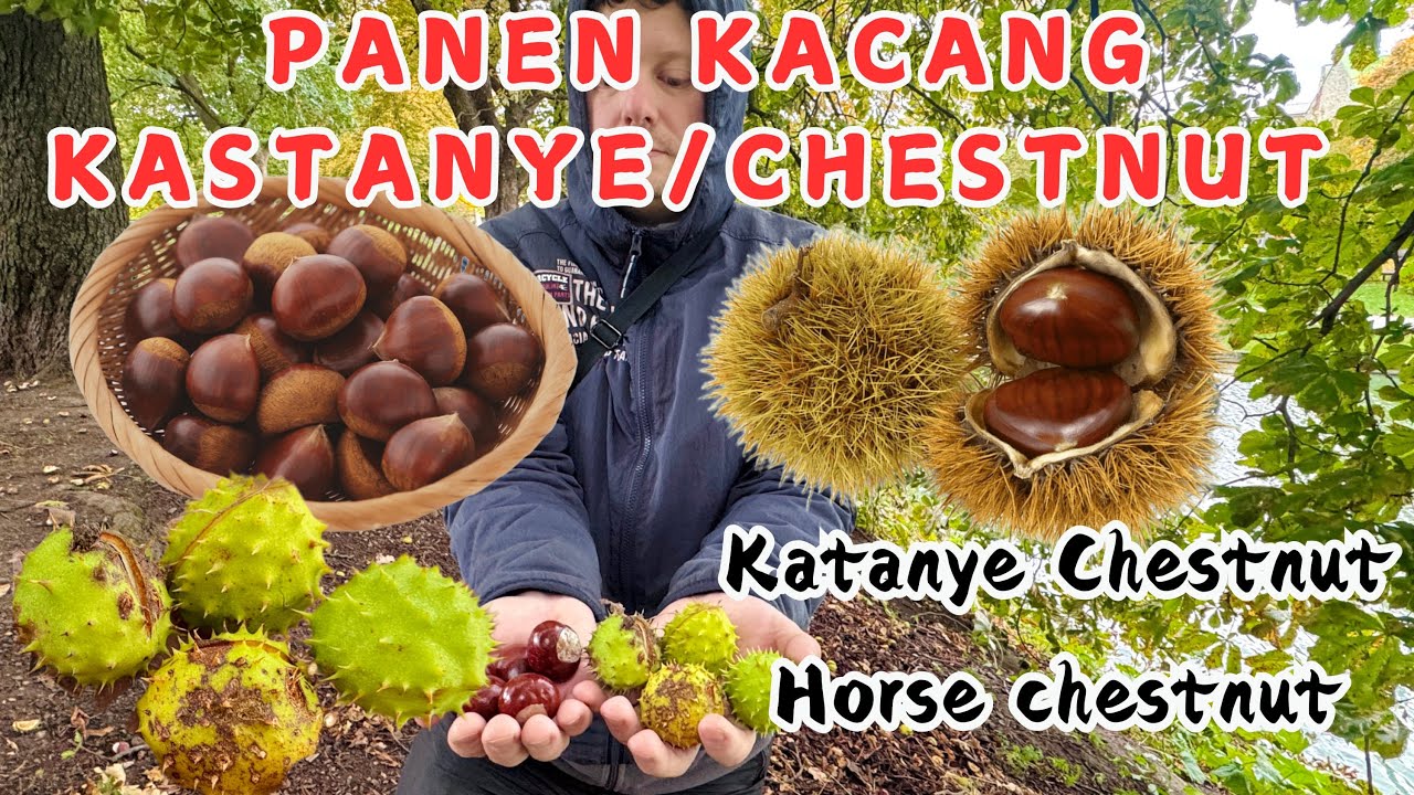 CHESTNUT || PANEN KACANG KASTANYE CHESTNUT - YouTube