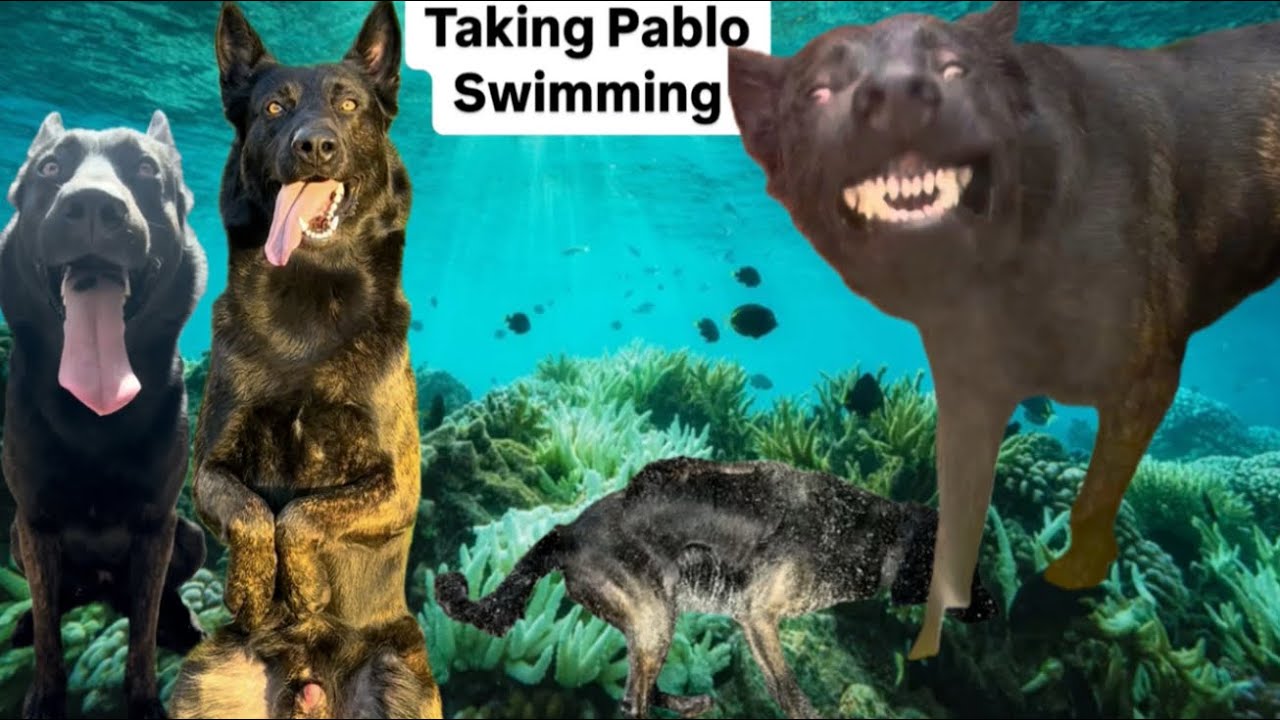 Taking Pablo Swimming - YouTube