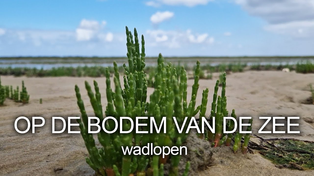 NATUURLIJK OP PAD #26: OP DE BODEM VAN DE ZEE - Wadlopen - YouTube