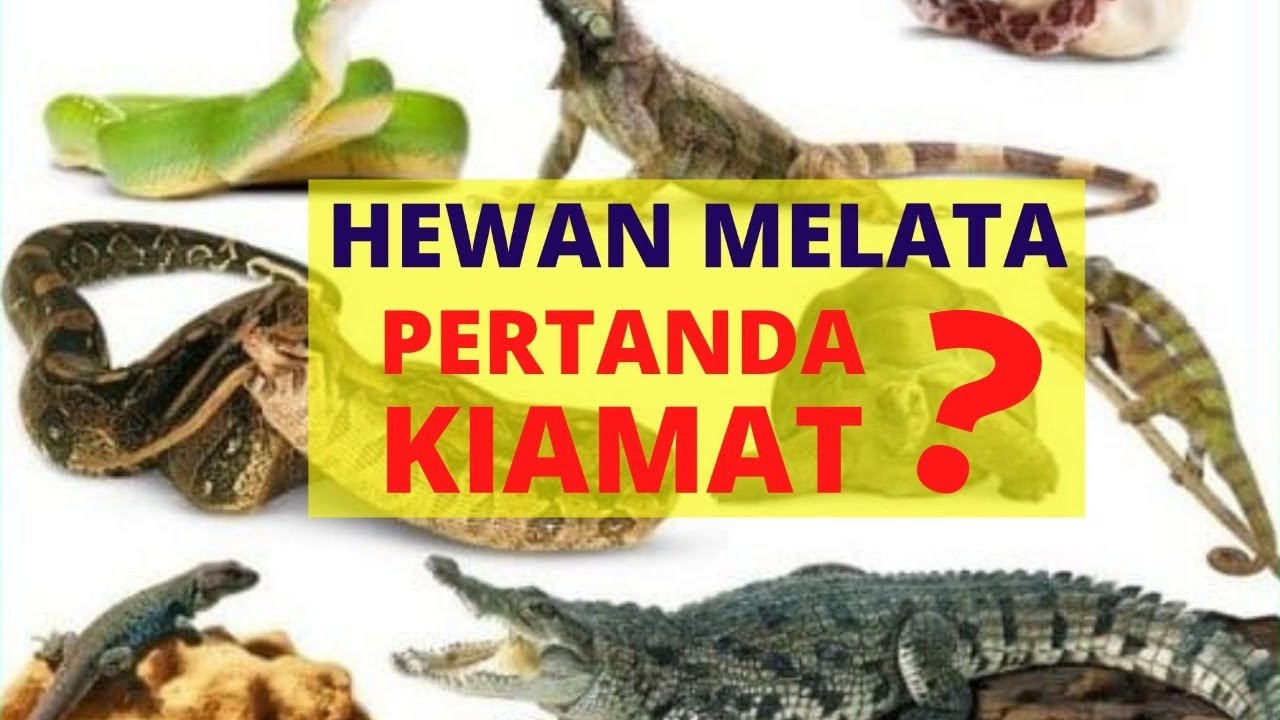 BINATANG MELATA, TANDA AKHIR ZAMAN ?? - YouTube