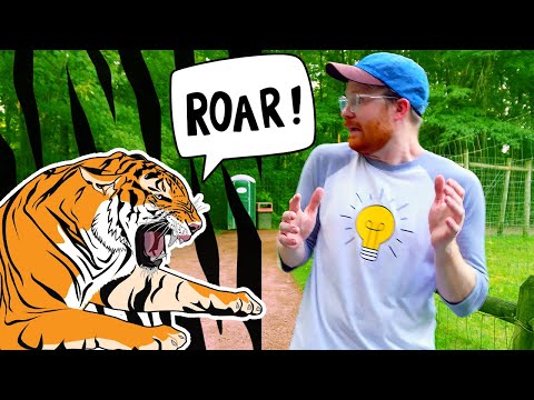 TIGER AUF FREIEM 🐅 im Zoo!! Löwen und Tiger im Zoo für Kinder | Zootiere | Lehrreich