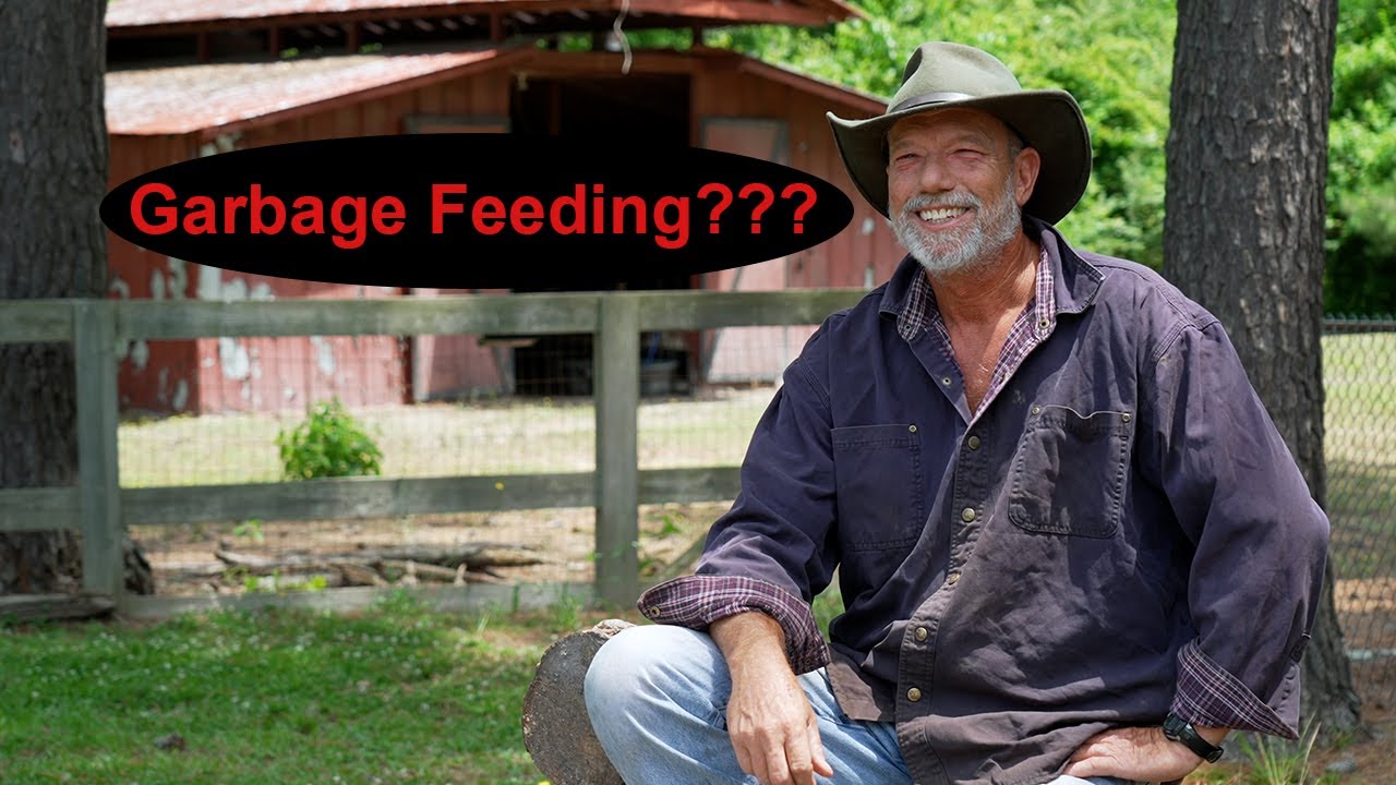 Garbage Feeding Pigs: A Sustainable Solution for the Environment (4K ...