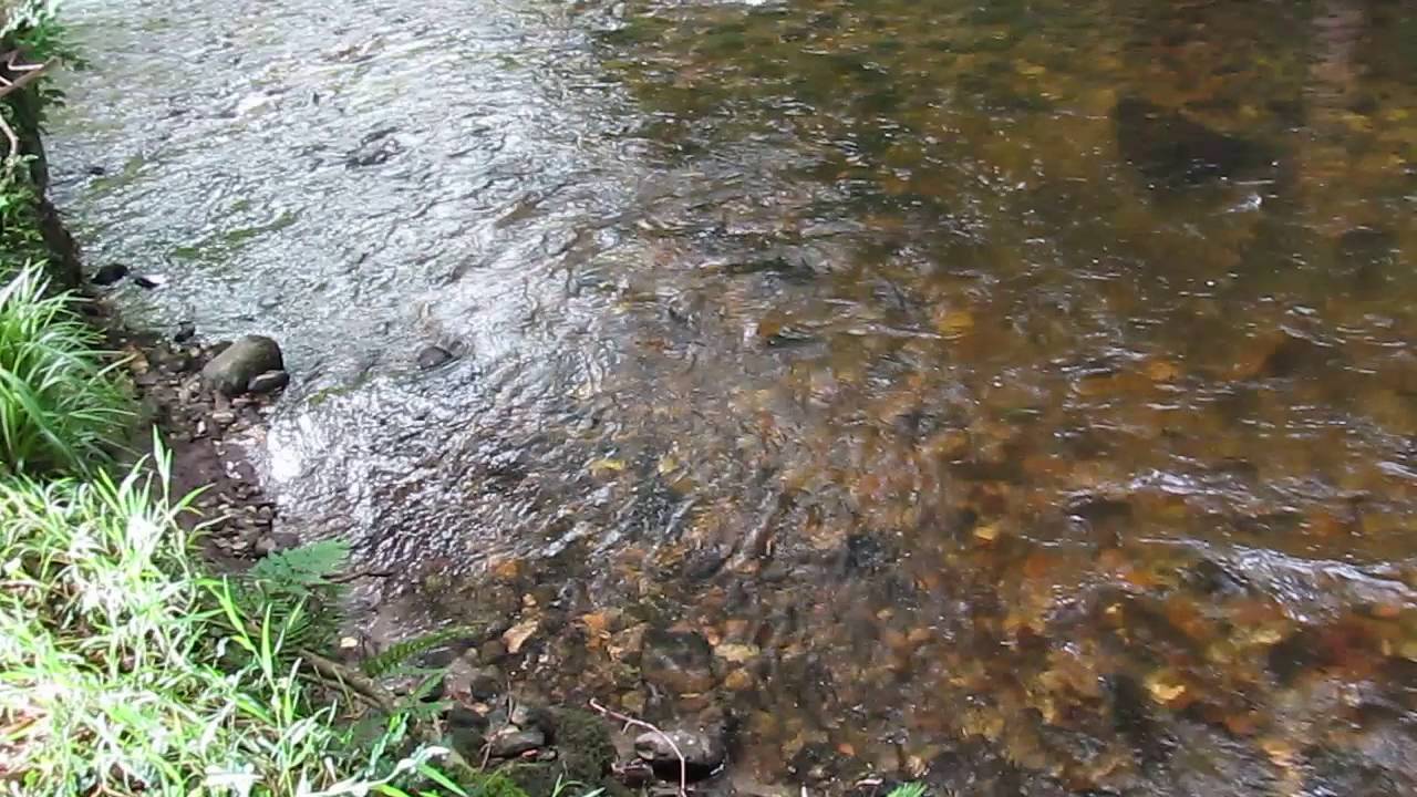 River Camel fishing conditions 26th June - YouTube