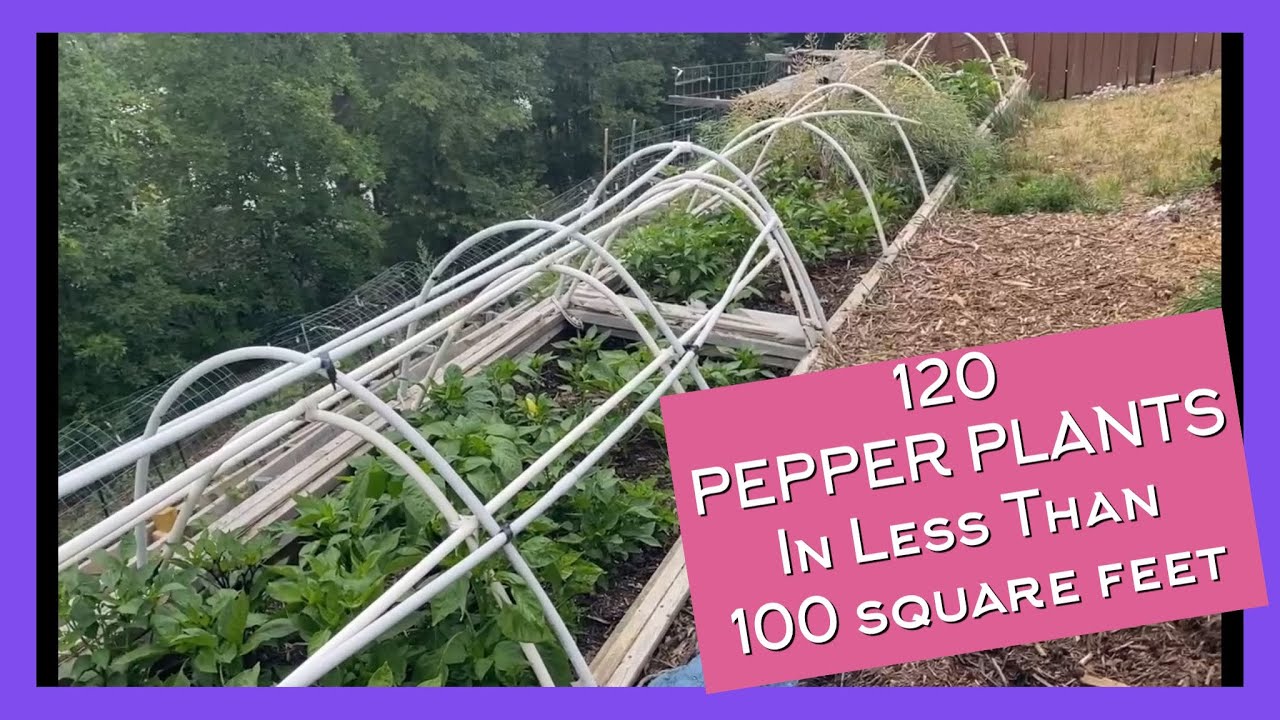 Pepper Beds Tour/all the sweet pepper varieties I’m growing this year ...