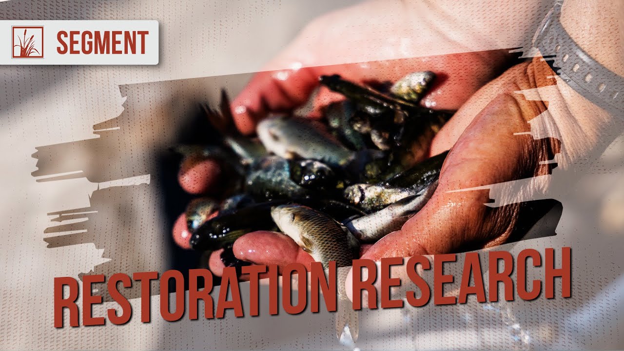 Ecosystem Project Spurs Increased Fish Reproduction | Restoration ...