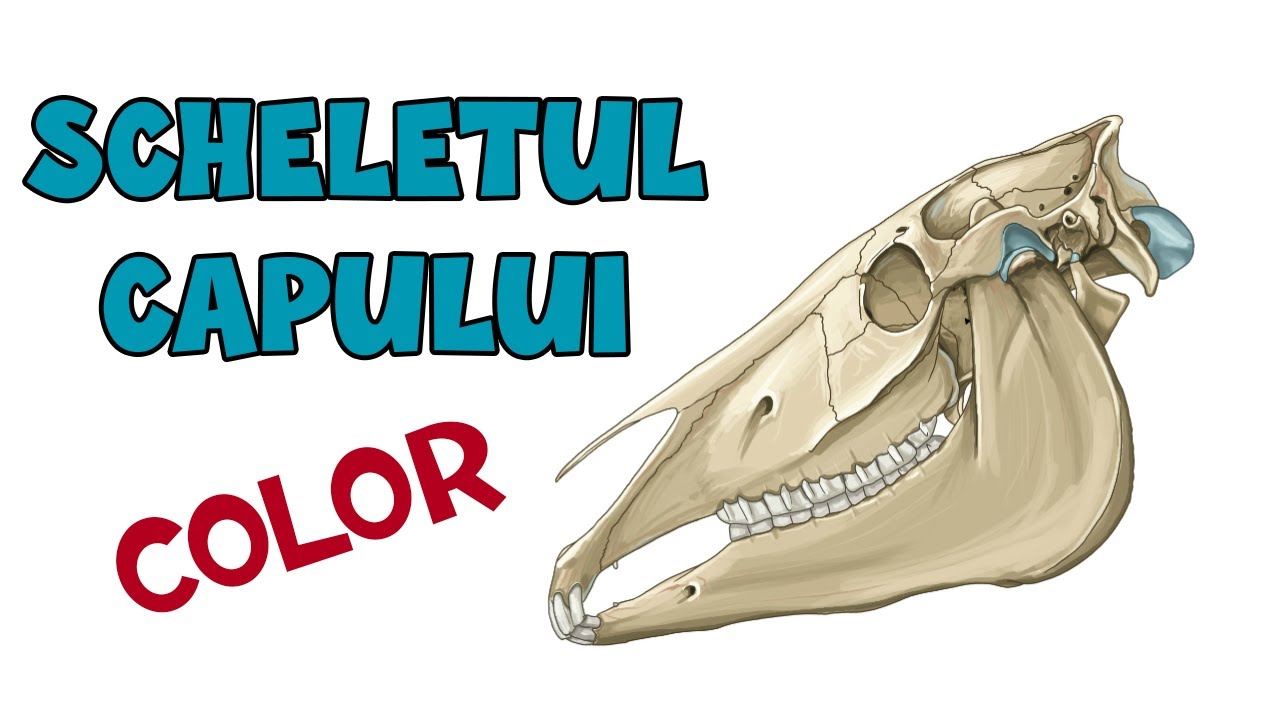Scheletul Capului [Medicina Veterinara] - Osteologie - Ecvine - YouTube